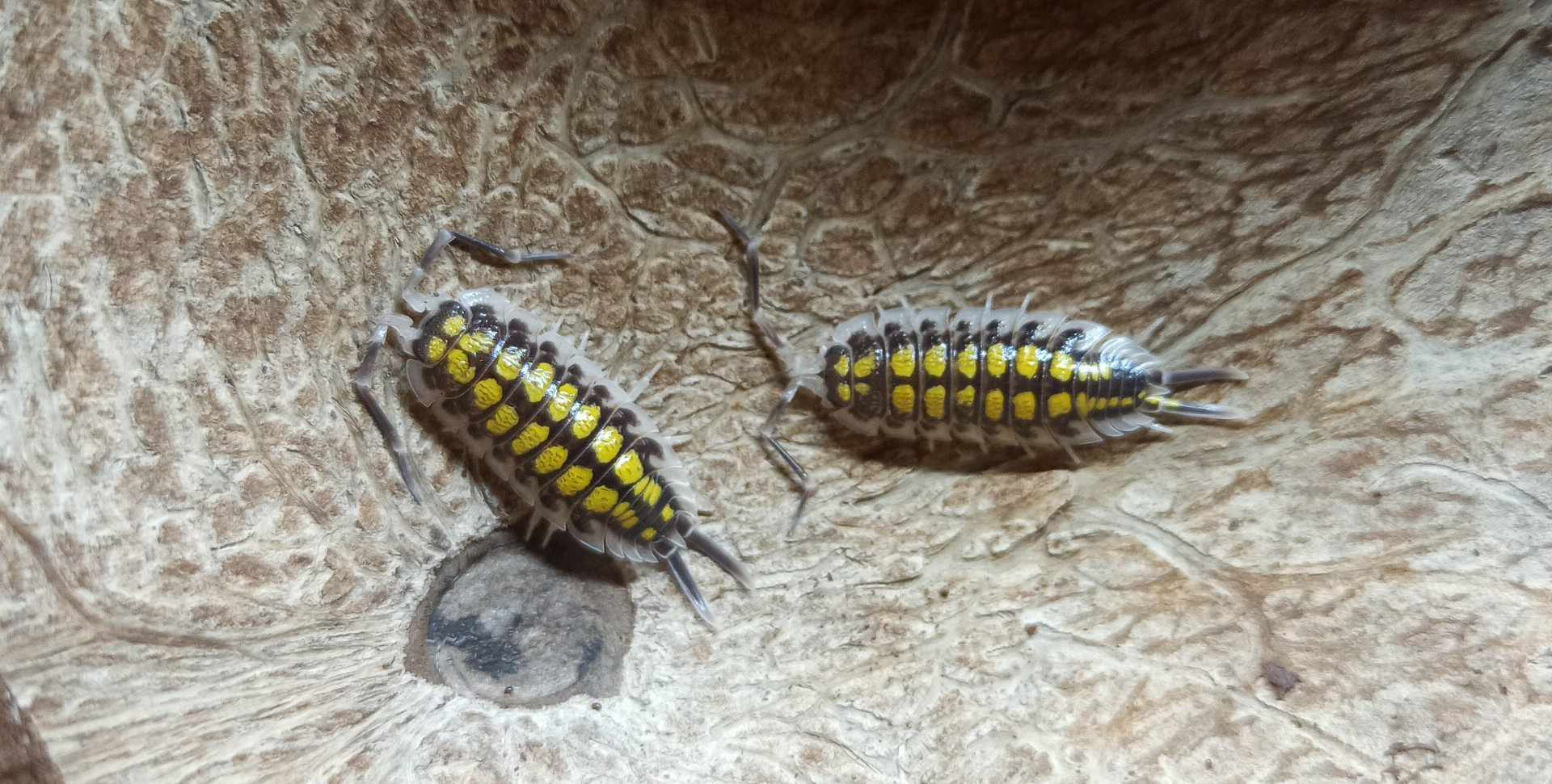 Isopod :: snailhome